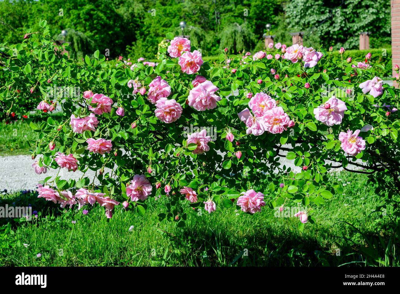 Large green bush with many fresh vivid pink roses and green leaves in a ...