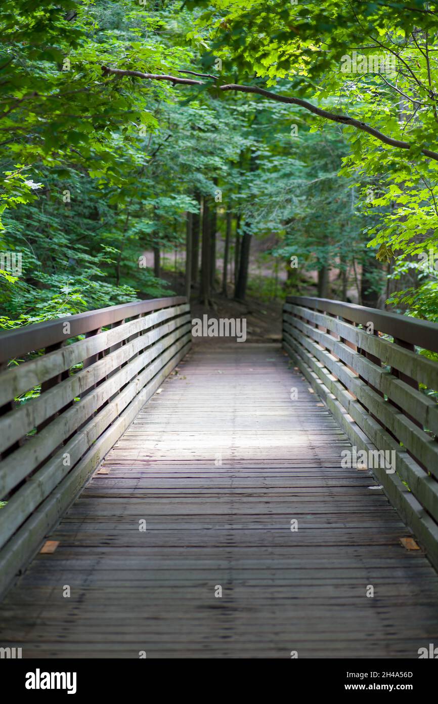 Old wooden bridge leading to the beautiful pathway through the dense ...