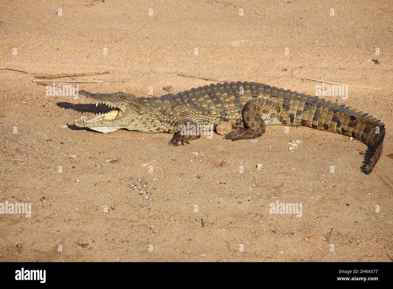 Nilkrokodil / Nile crocodile / Crocodylus niloticus Stock Photo - Alamy