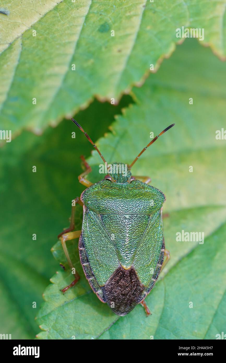 Vertical closeup of the green shieldbug, Palomena prasina Stock Photo ...