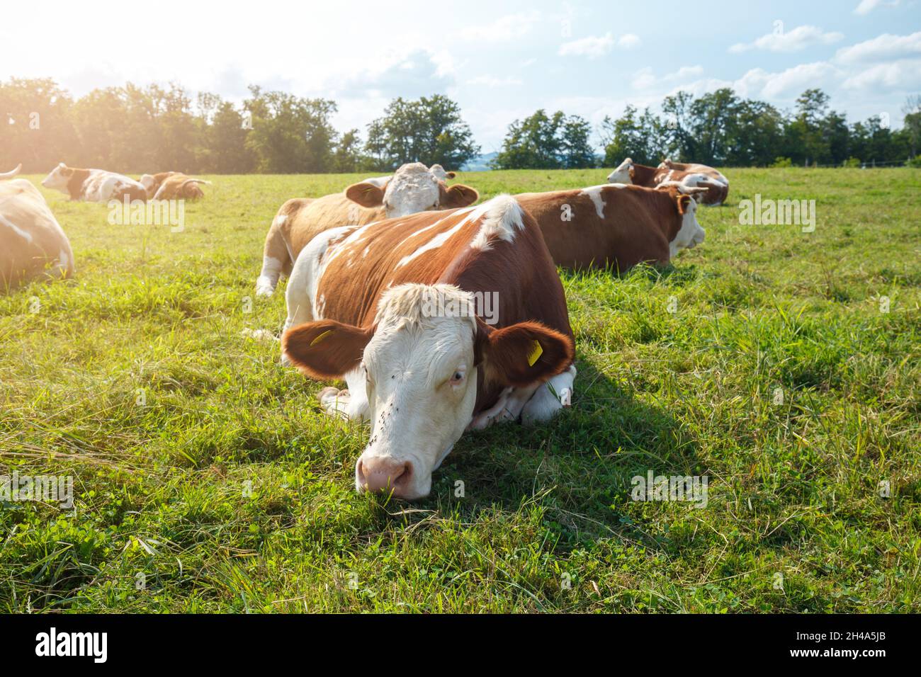 Landscape bayern summer cow hi-res stock photography and images - Alamy