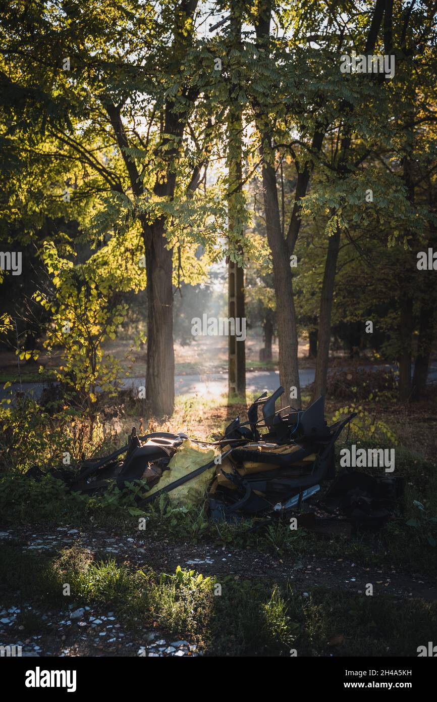 Garbage next to tall trees in the forest Stock Photo - Alamy