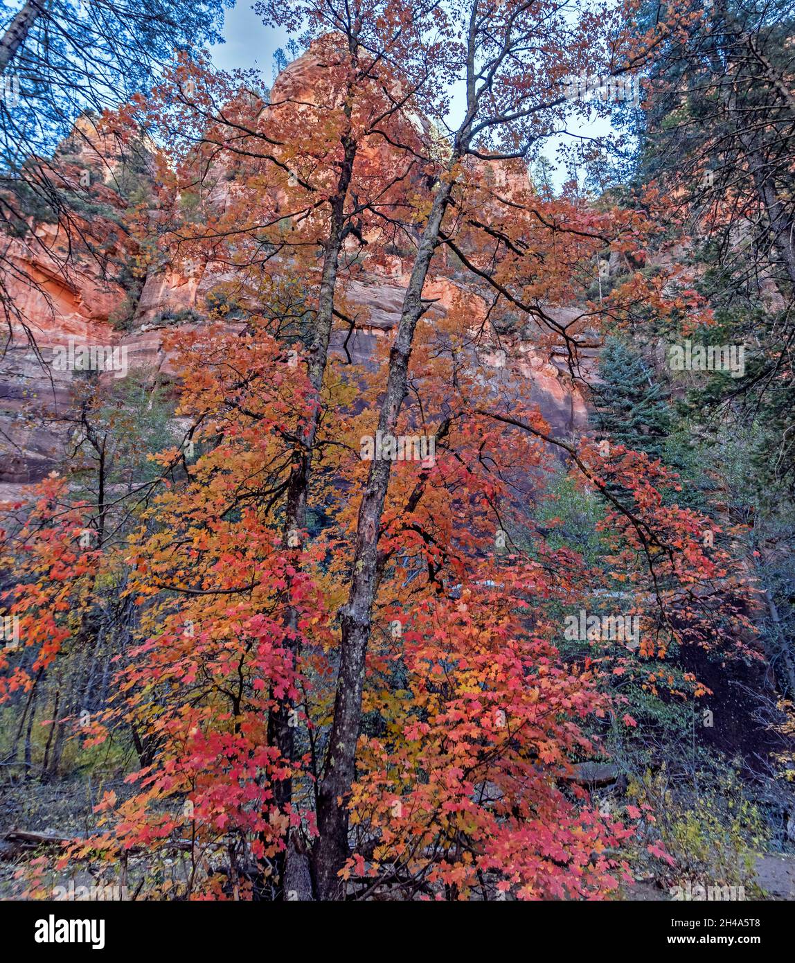 Maple trees displaying fall colors in oak creek canyon in Sedona Stock ...