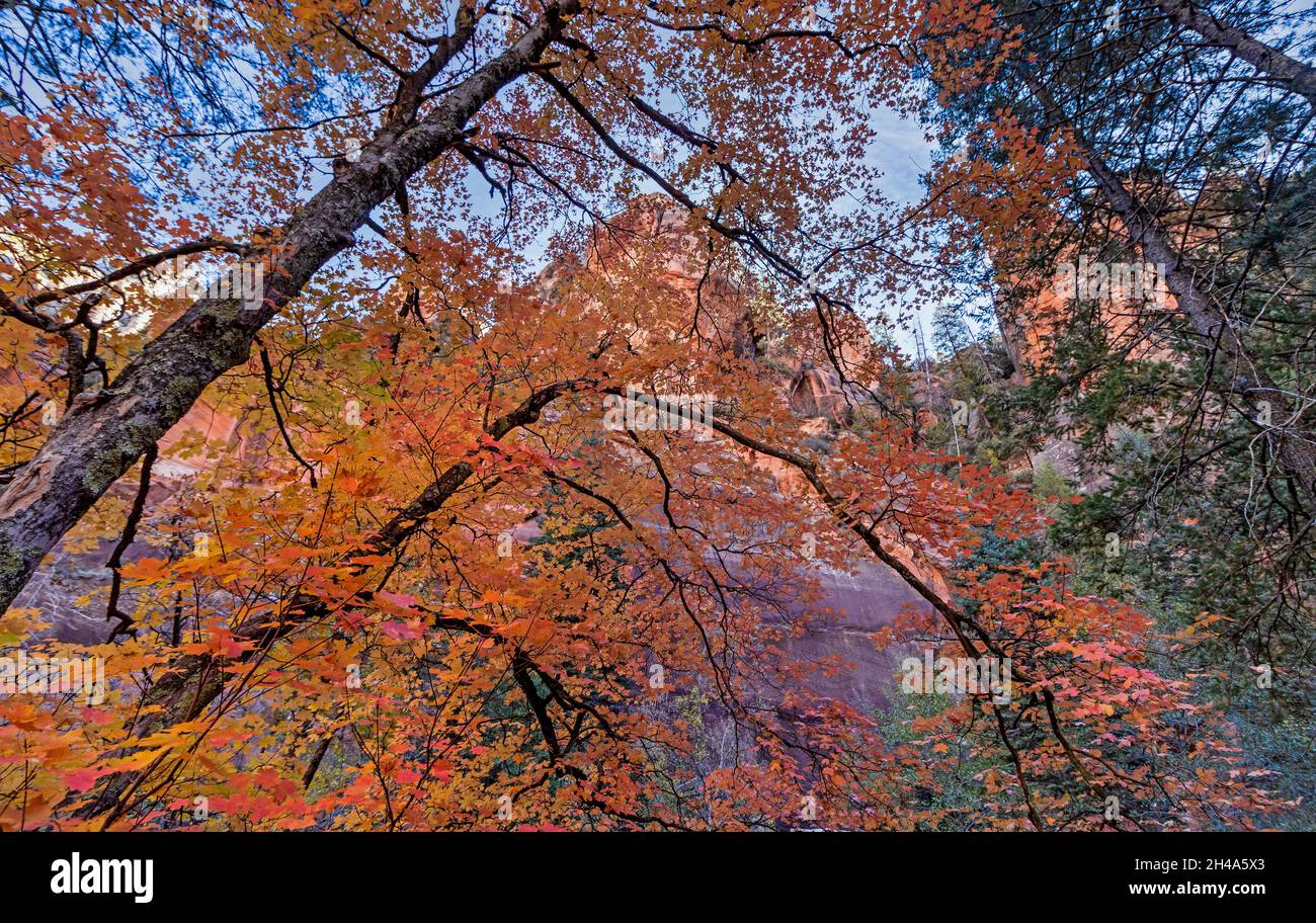 Landscape image with red rock background and trees with fall color off ...