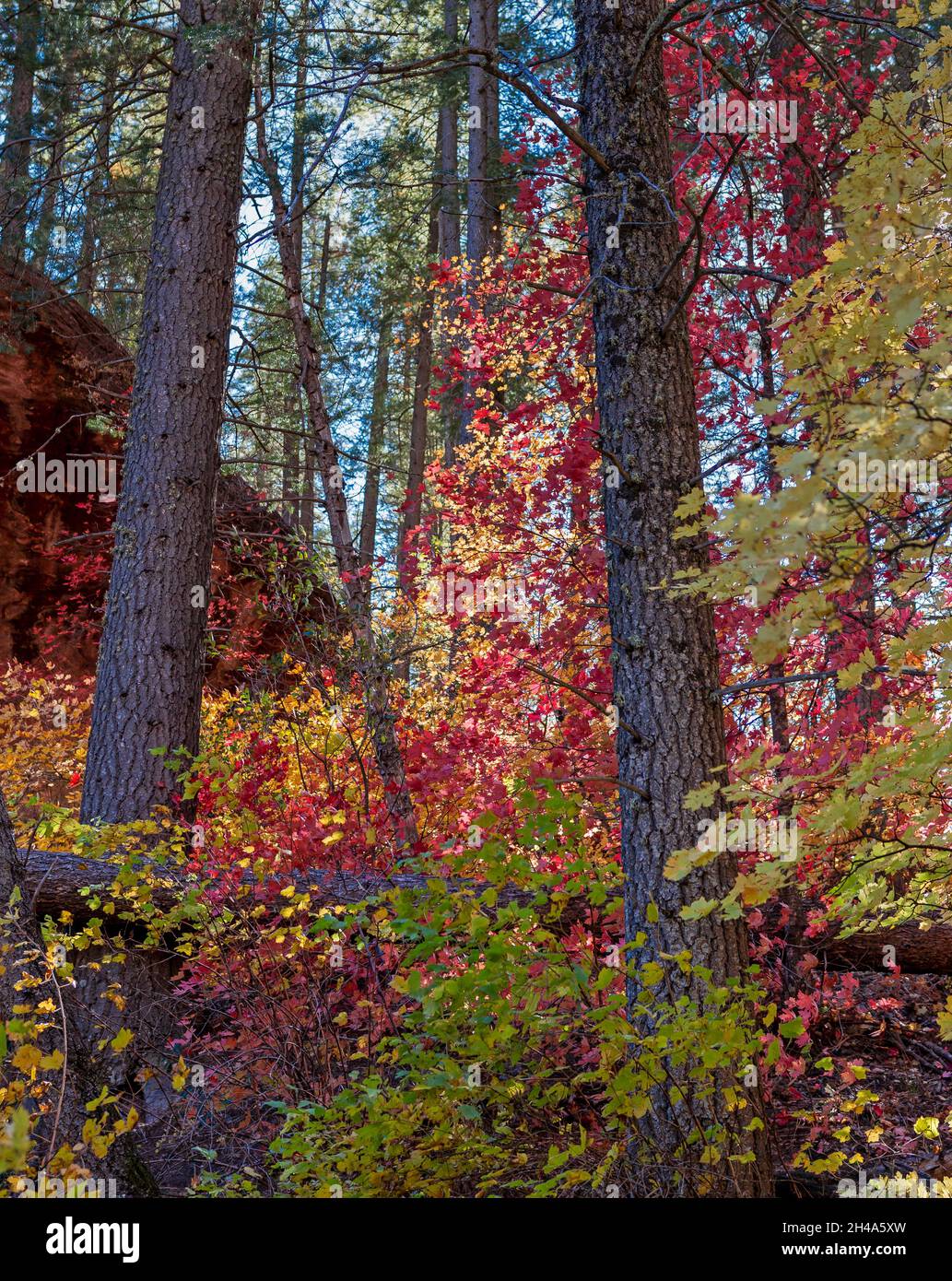 Fall Colors On West Fork Trail In Sedona AZ Stock Photo - Alamy