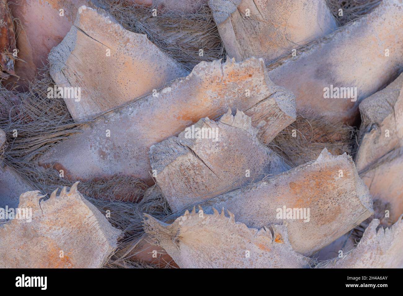 Top detail of palm tree background texture pattern trunk. tropical tree ...