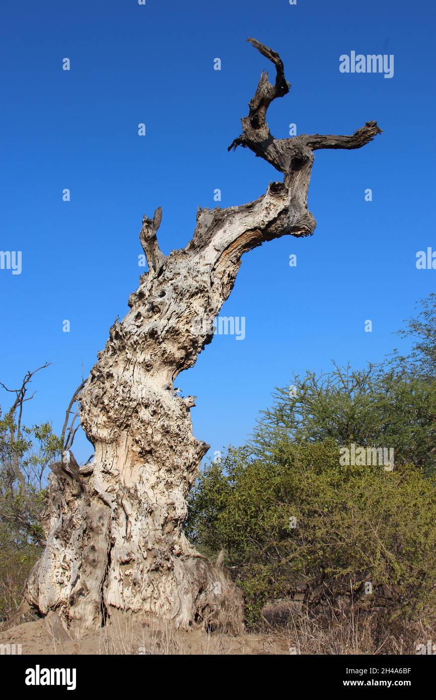 Afrikanischer Busch / African Bush Stock Photo - Alamy