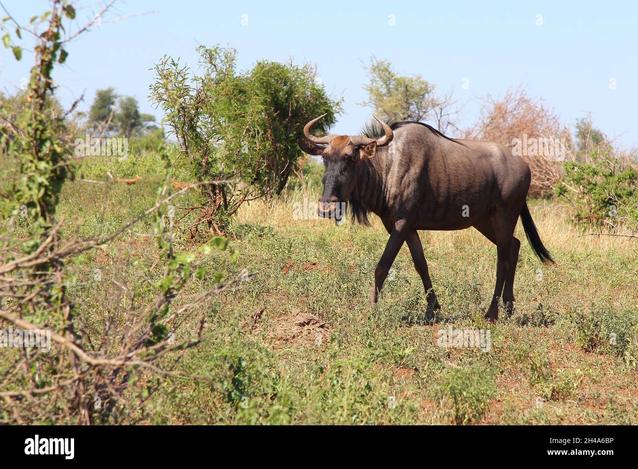 Streifengnu / Blue wildebeest / Connochaetes taurinus Stock Photo - Alamy