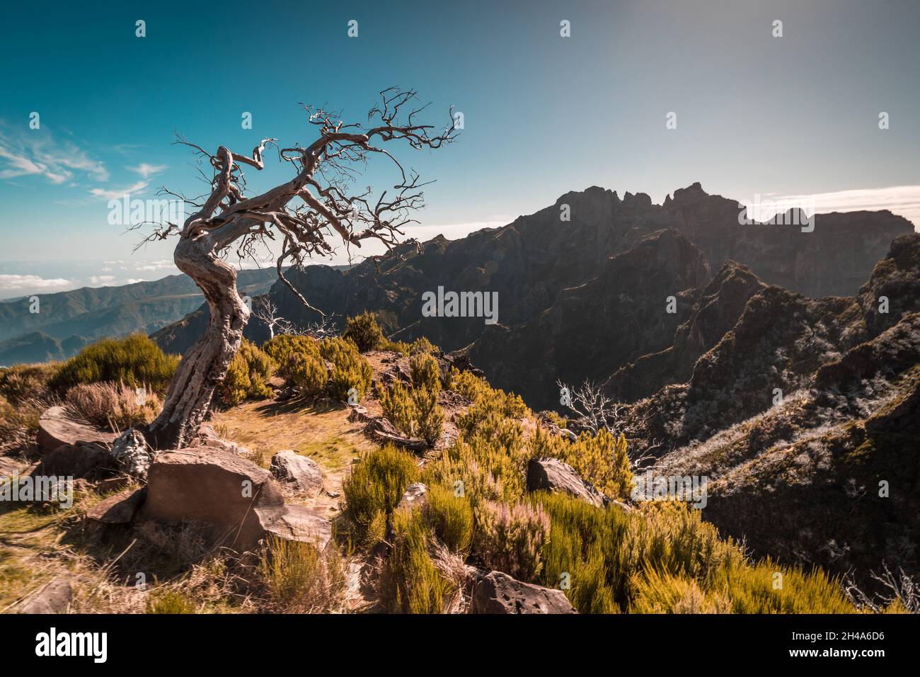 Nature madeira hi-res stock photography and images - Alamy