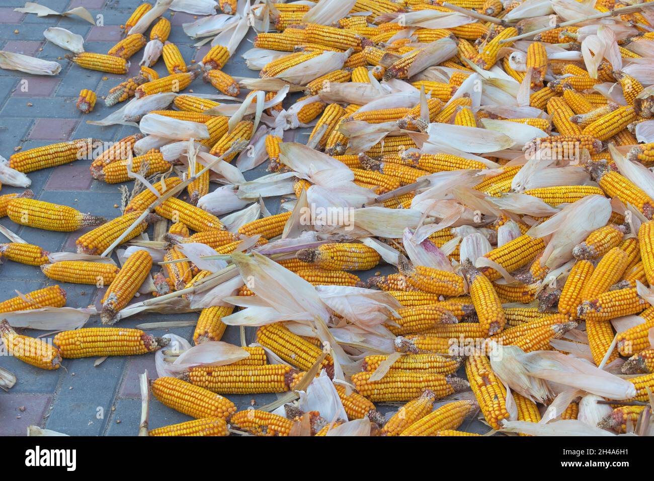 Lots of freshly harvested corn from the field for animal feed Stock ...