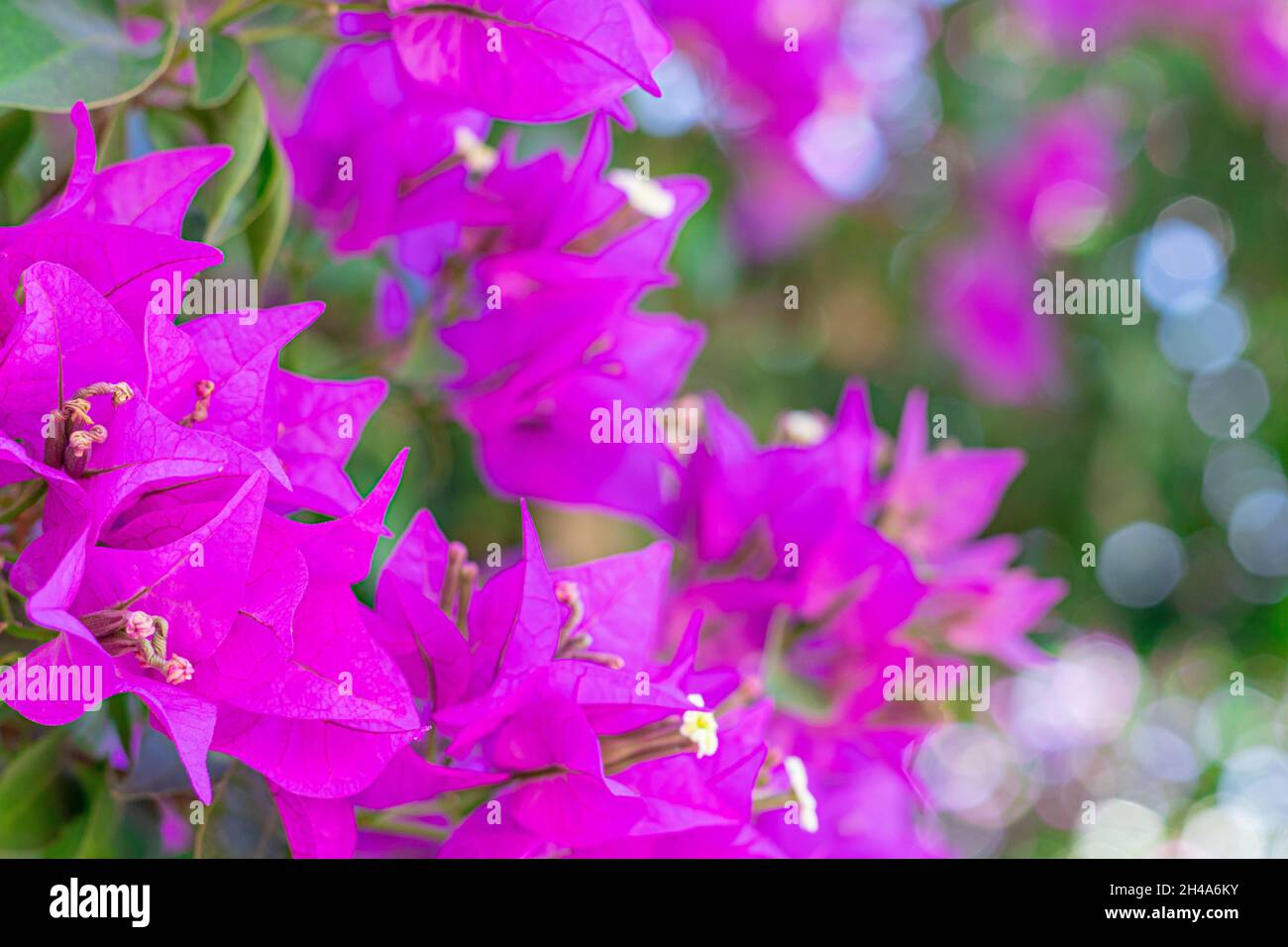 Bougainvillea in summer in full bloom close-up. Other names ...