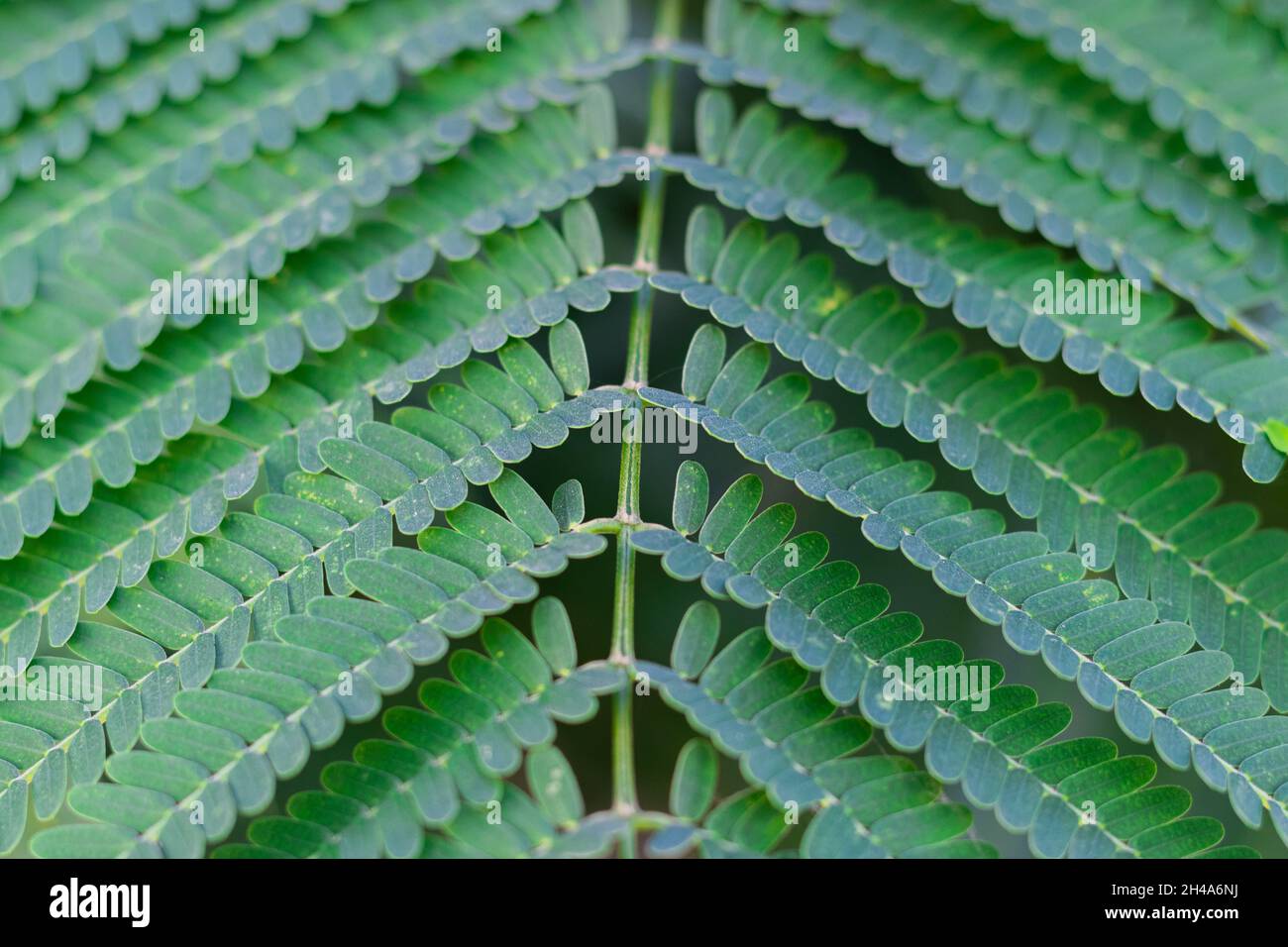Tropical ferns background. leaf close up view of Blechnum gibbum ...