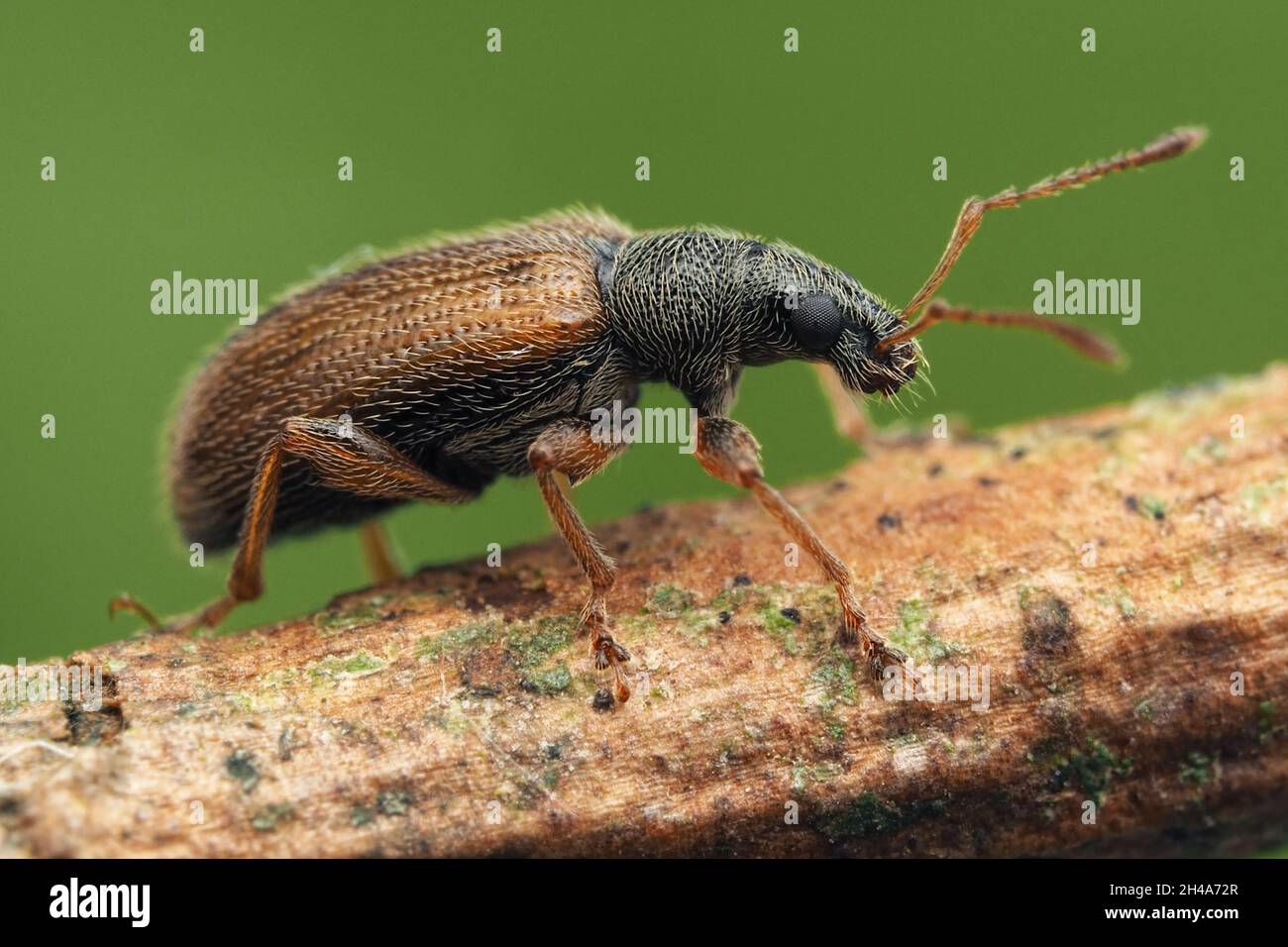 Brown Leaf Weevil (Phyllobius oblongus) crawling on a twig. Tipperary ...