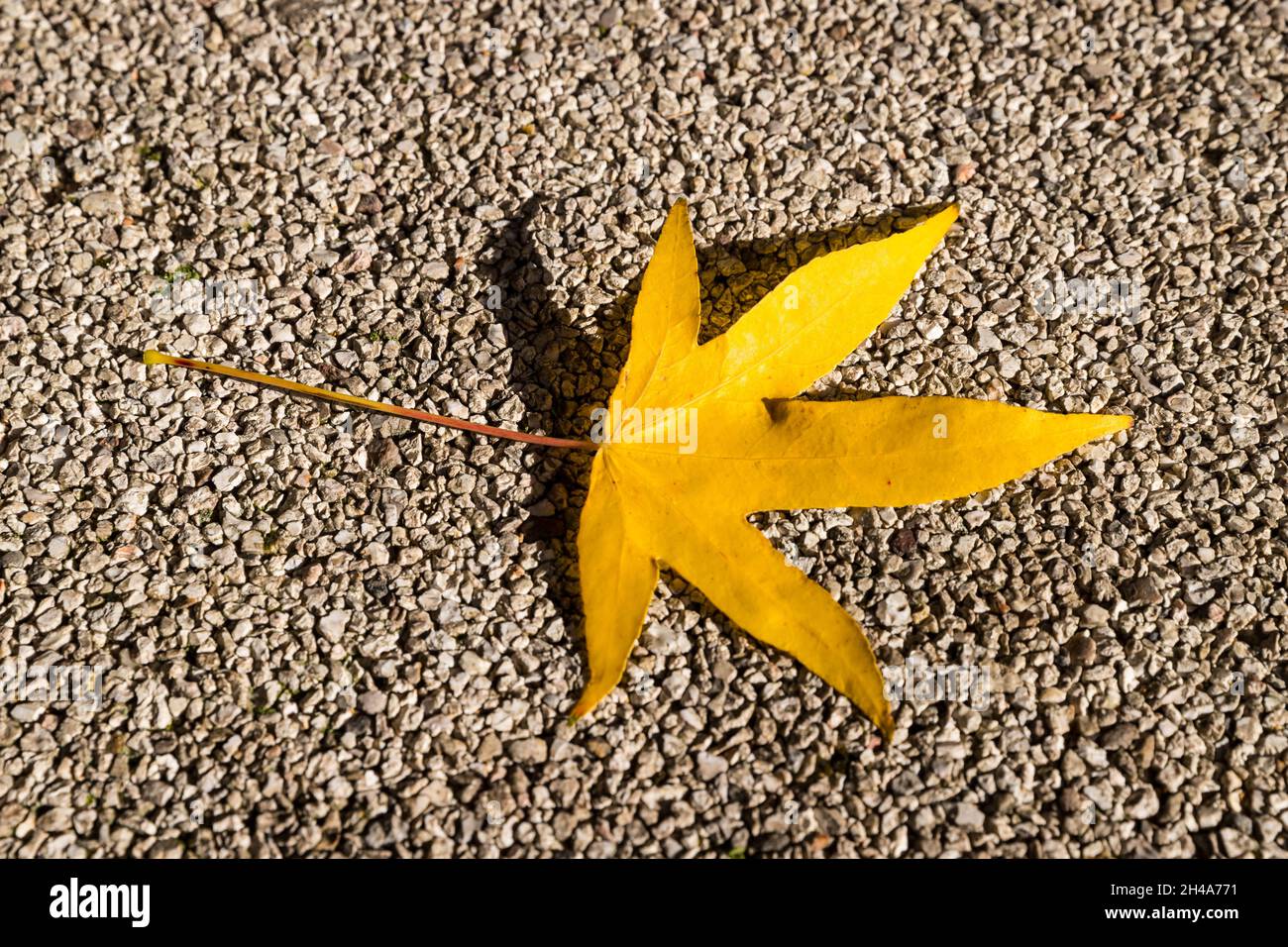 Yellow leaf hi-res stock photography and images - Alamy