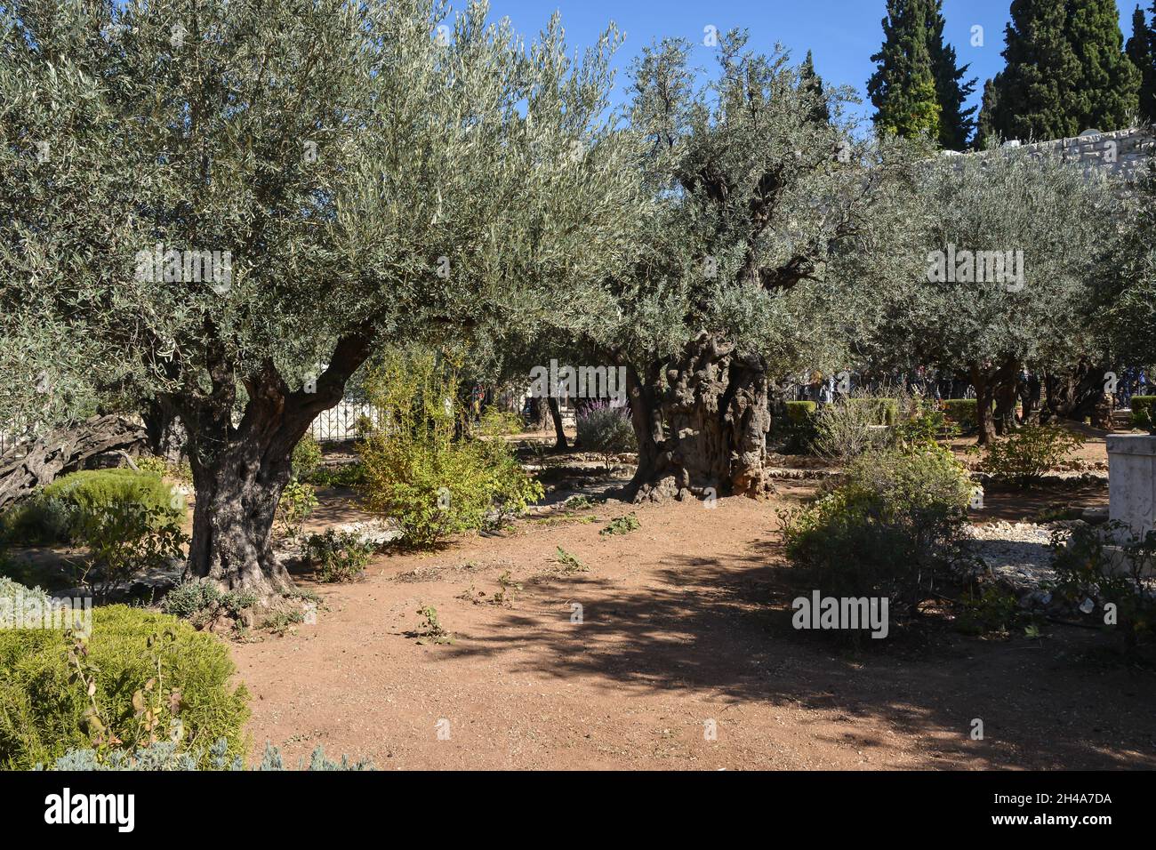 Ancient olive trees in the Garden of Gethsemane at the foot of the ...