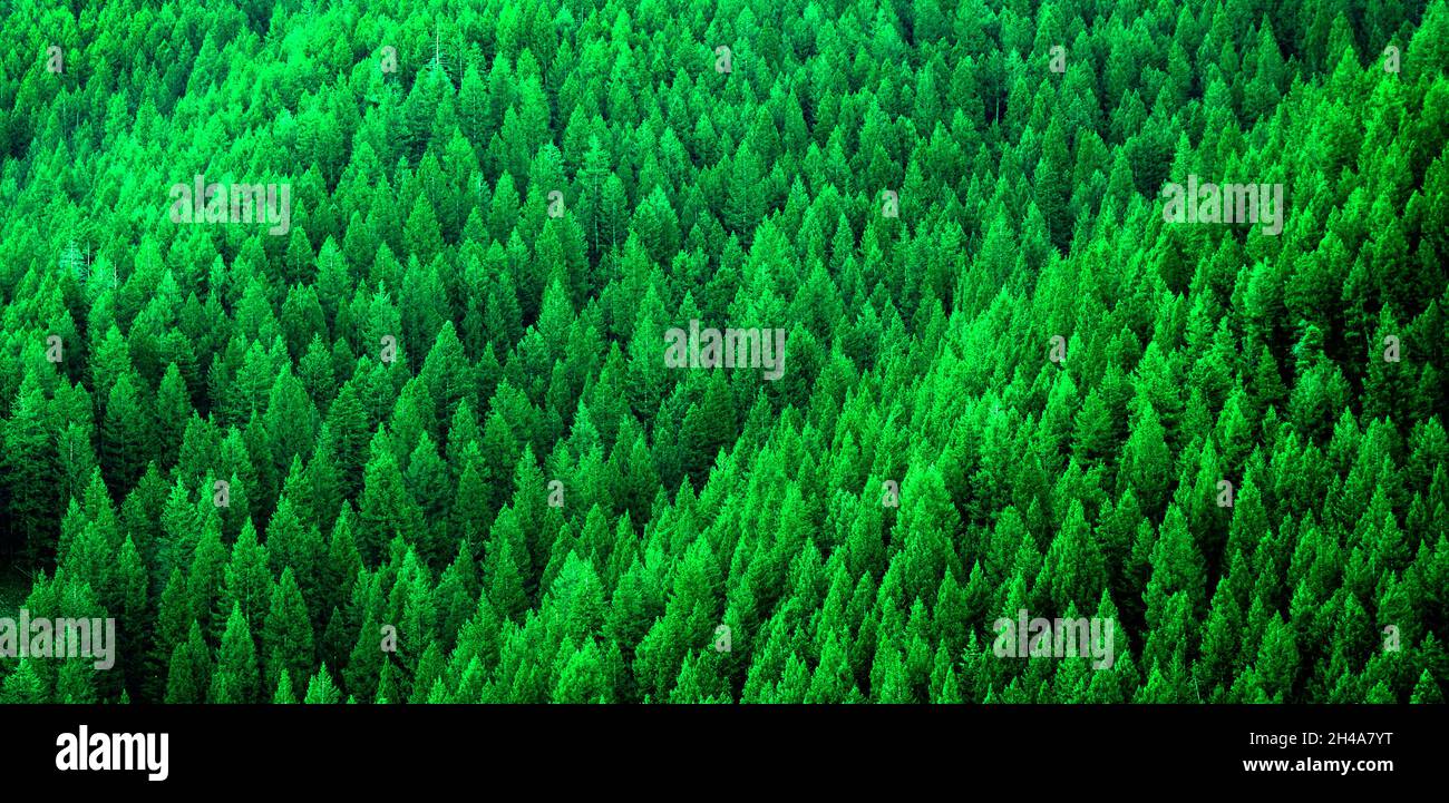 Forest of pine trees in wilderness mountains rugged environment Stock ...