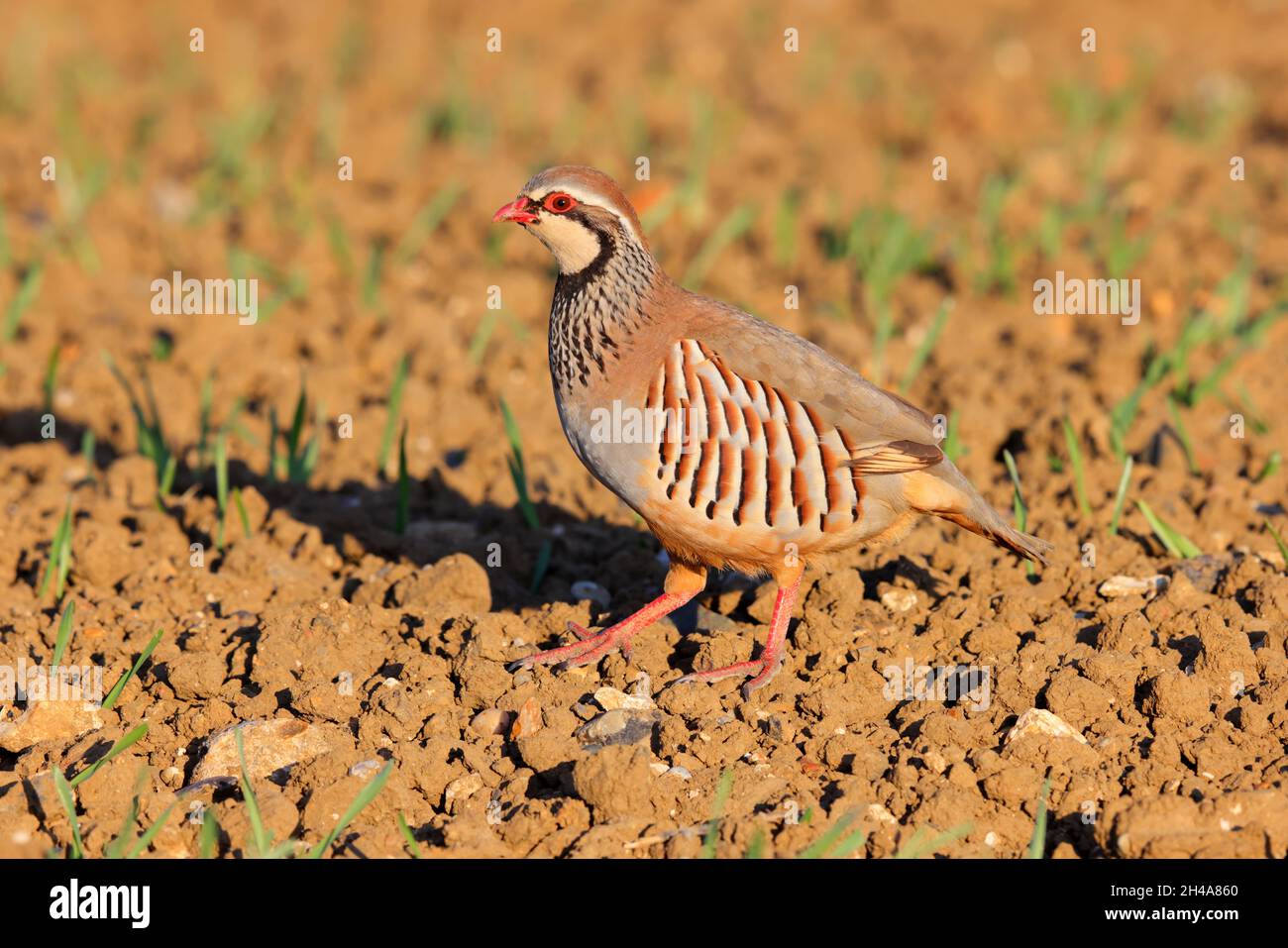 An adult Red-legged Partridge or French Partridge (Alectoris rufa) in a ...