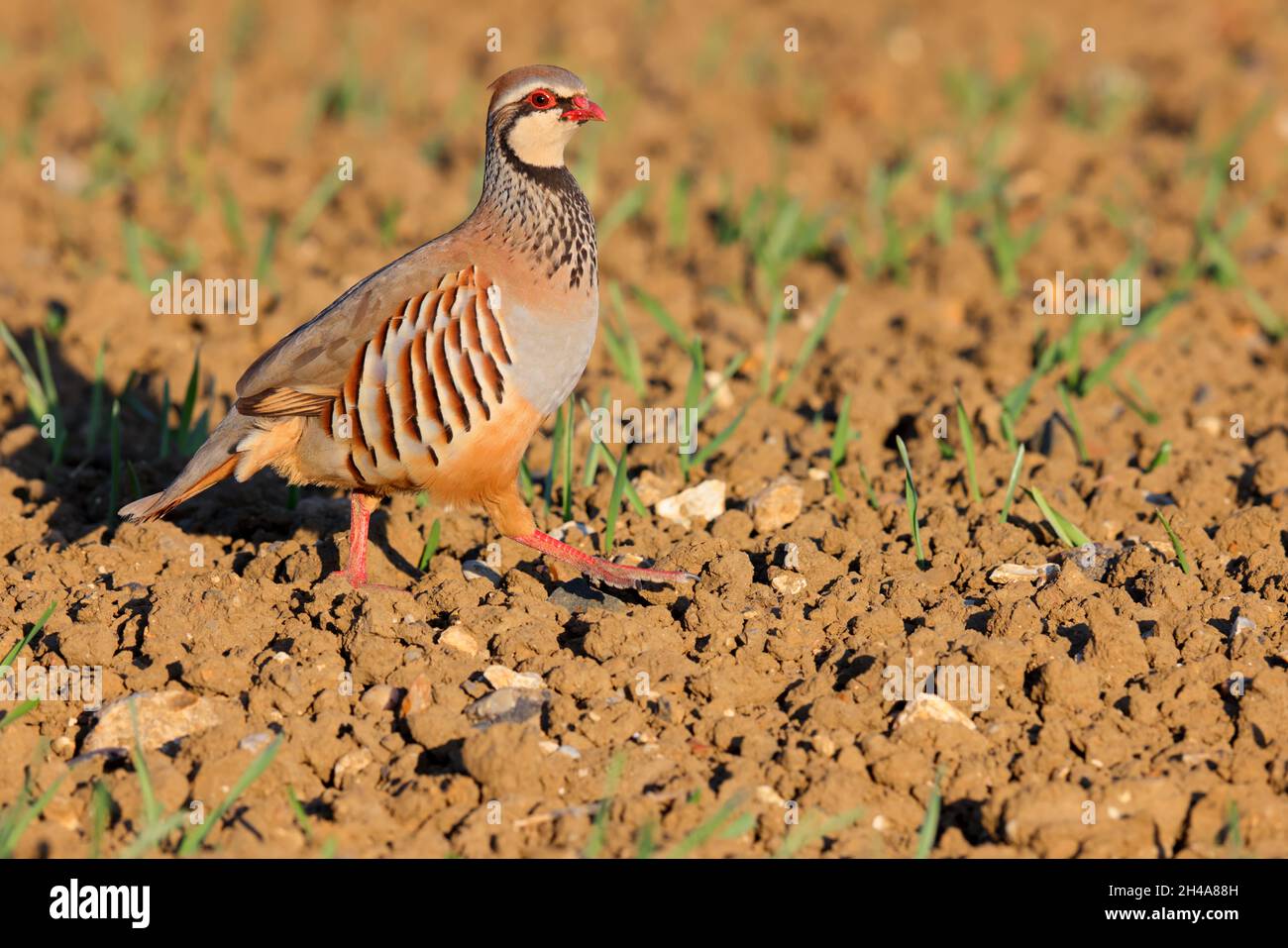 An adult Red-legged Partridge or French Partridge (Alectoris rufa) in a ...