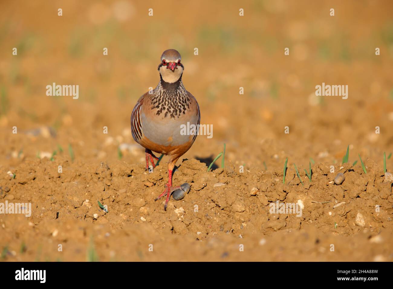 An adult Red-legged Partridge or French Partridge (Alectoris rufa) in a ...
