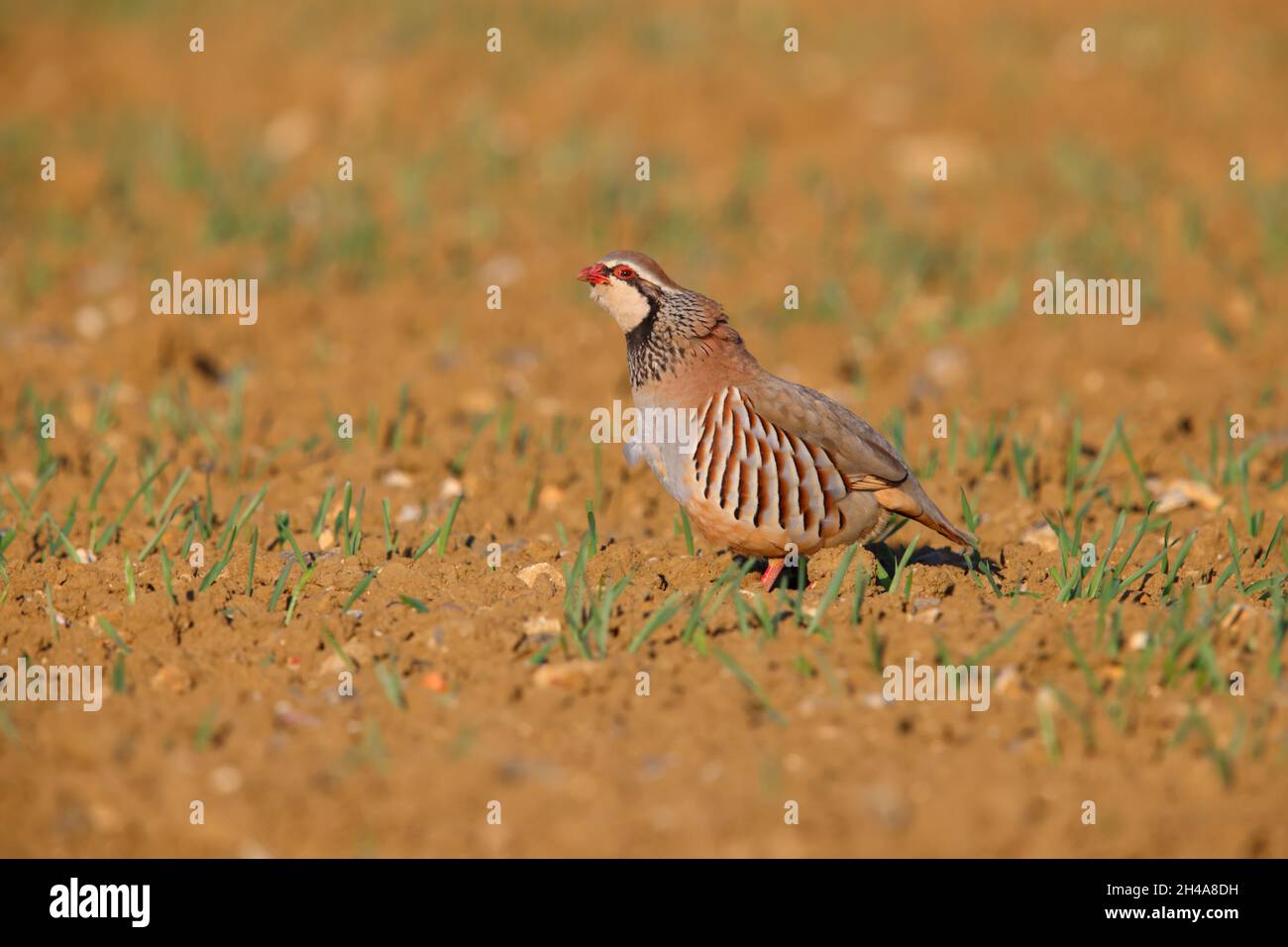 An adult Red-legged Partridge or French Partridge (Alectoris rufa ...