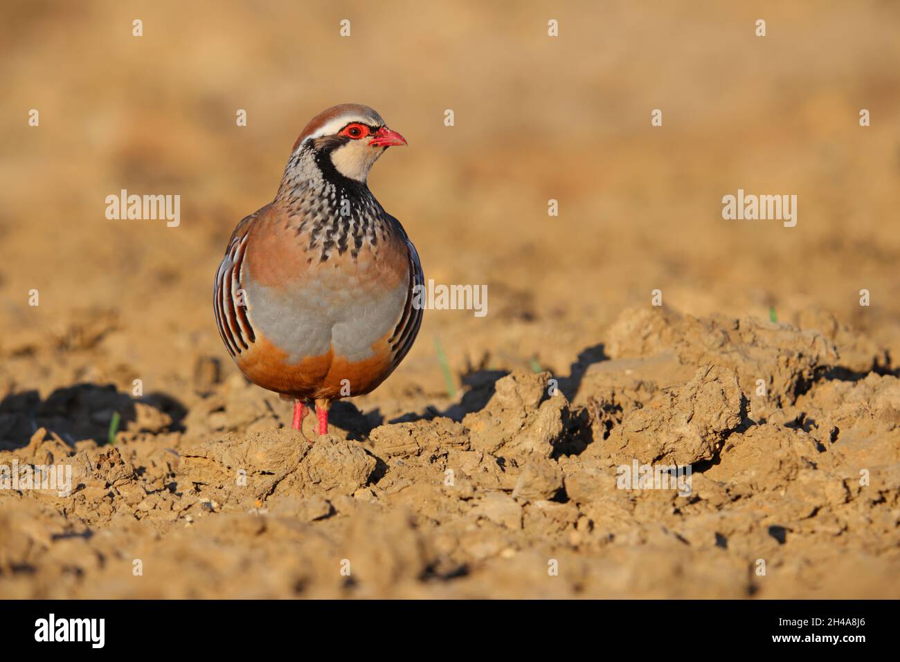 An adult Red-legged Partridge or French Partridge (Alectoris rufa) in a ...