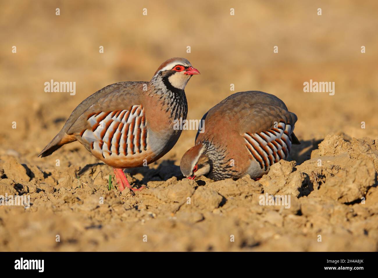 Partridge in a pear tree hi-res stock photography and images - Alamy