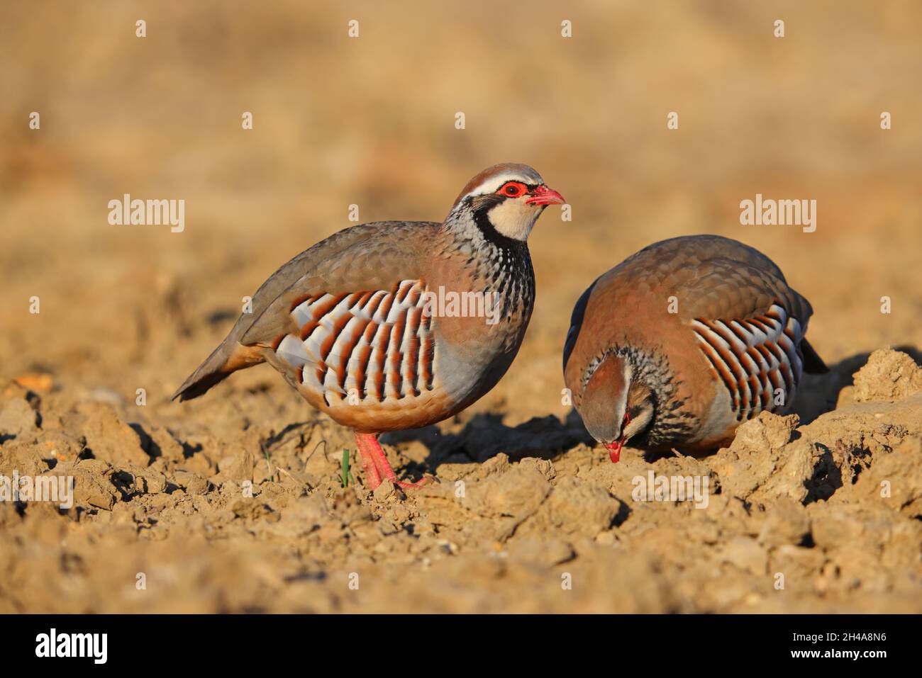 Red partridge hi-res stock photography and images - Alamy