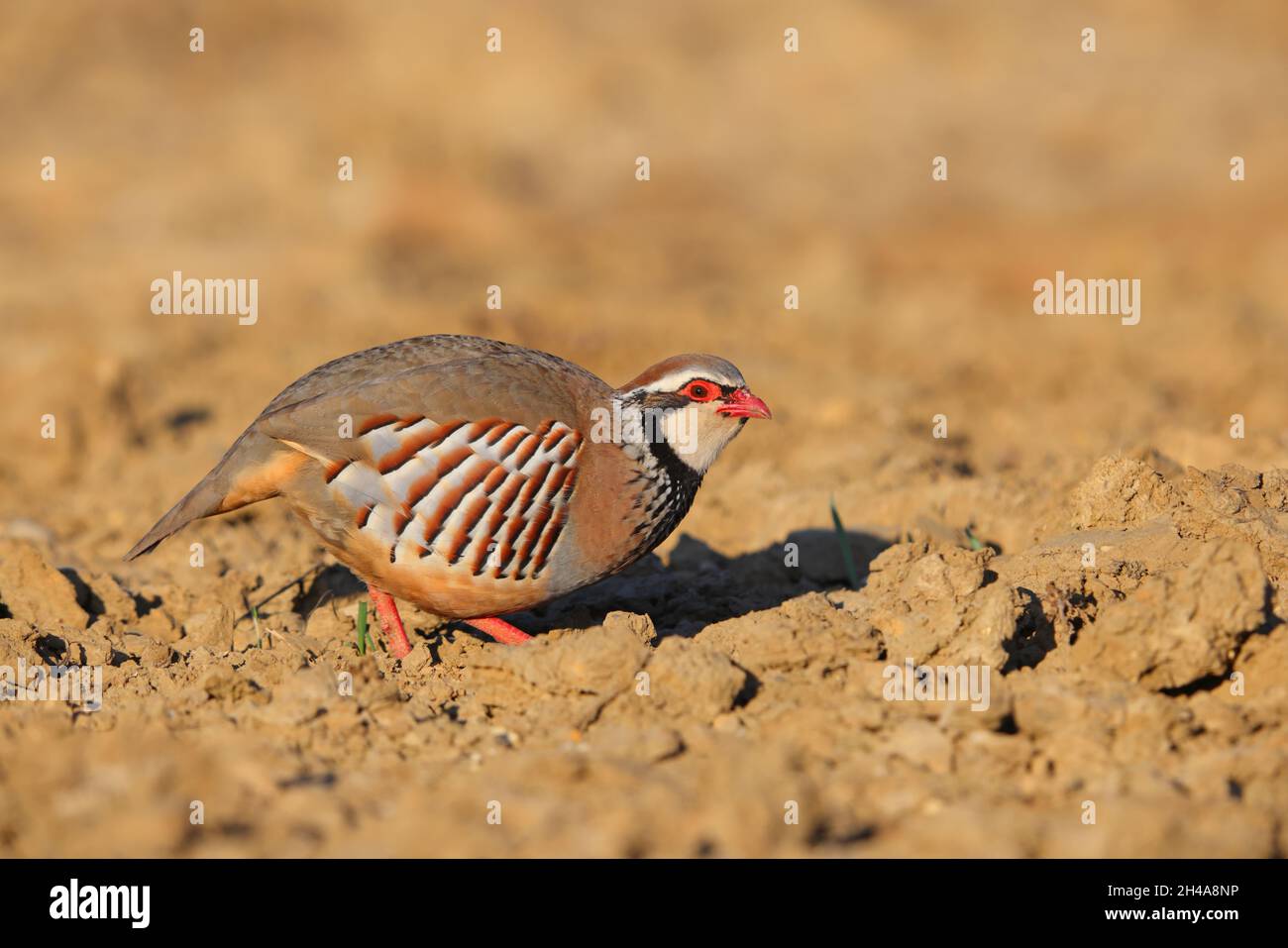 Adult red legged partridge hi-res stock photography and images - Alamy