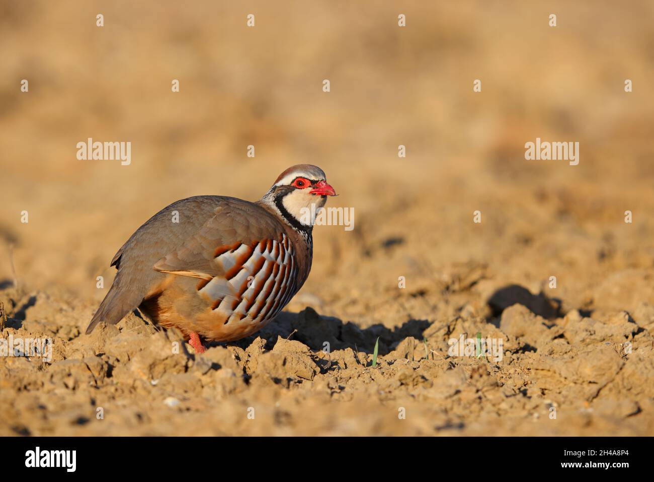 Partridge In A Pear Tree High Resolution Stock Photography and Images ...