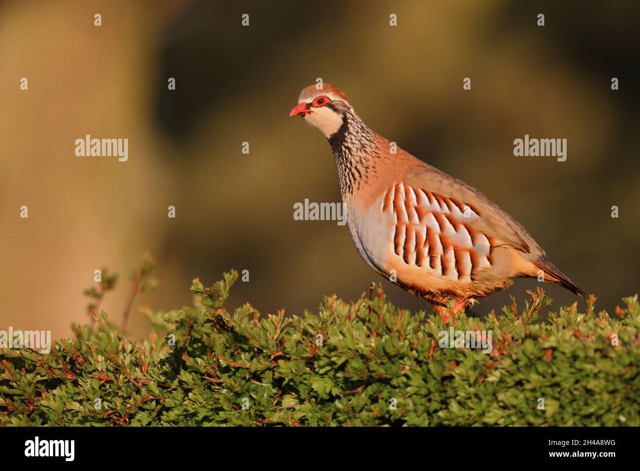 An adult Red-legged Partridge or French Partridge (Alectoris rufa ...