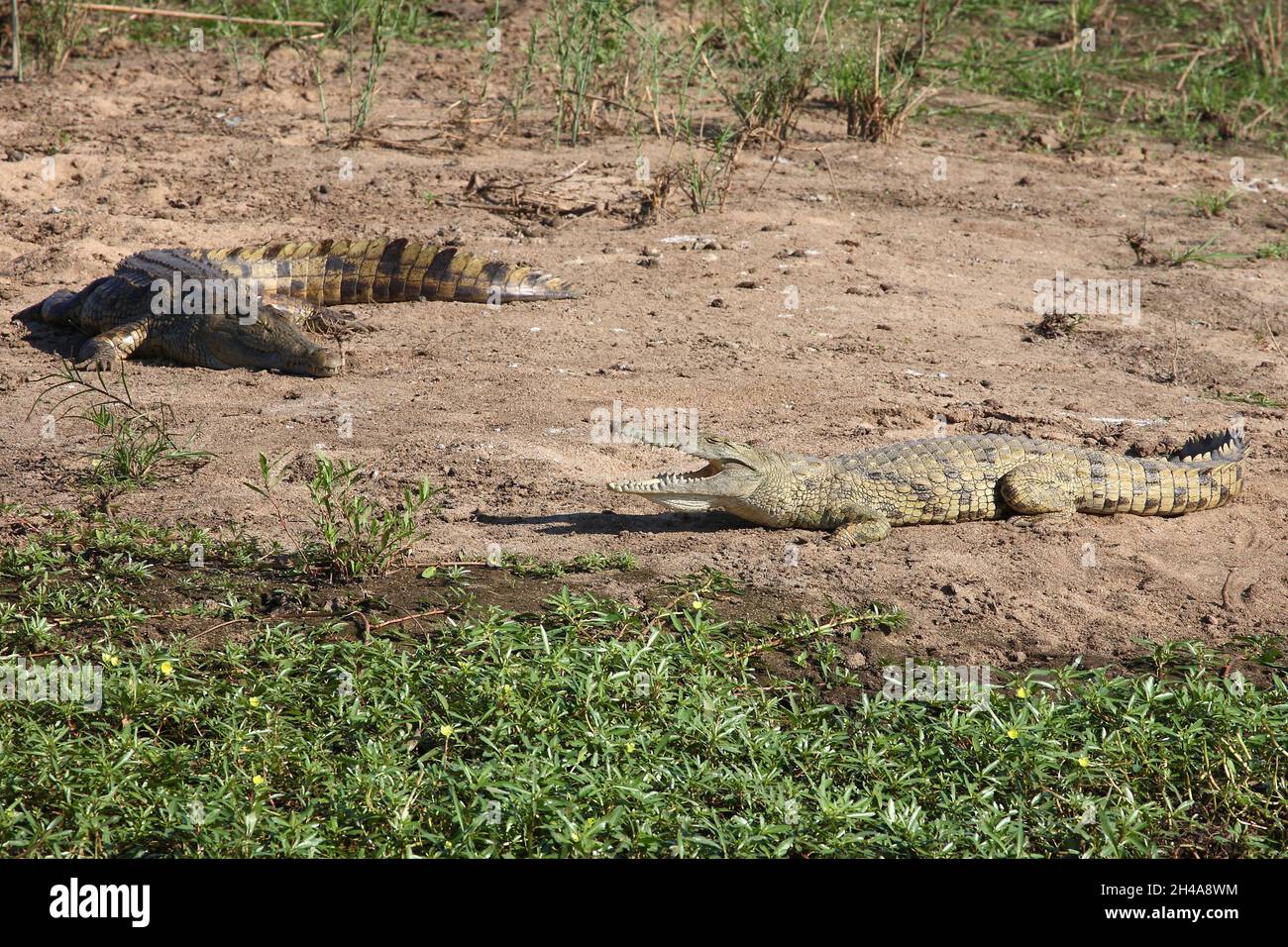 Nilkrokodil / Nile crocodile / Crocodylus niloticus Stock Photo - Alamy