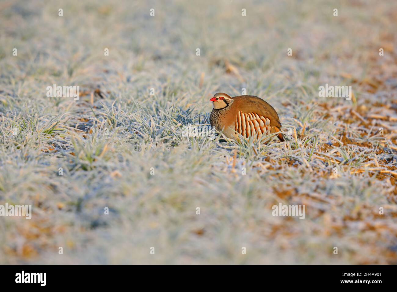 An adult Red-legged Partridge or French Partridge (Alectoris rufa) in a ...