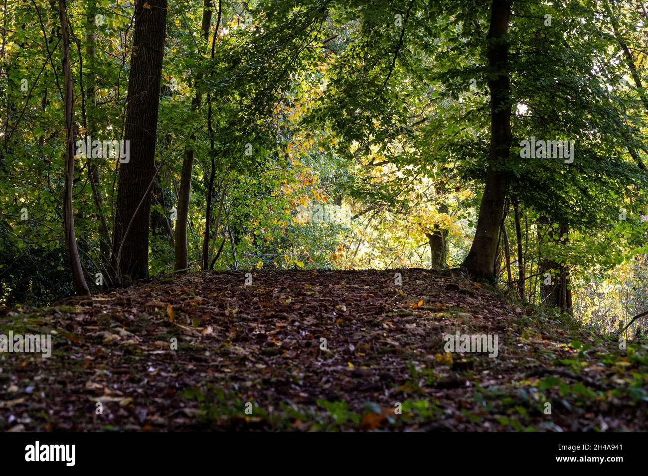 Bream's Grove. Mining tramway head. A steep man-made incline used by ...