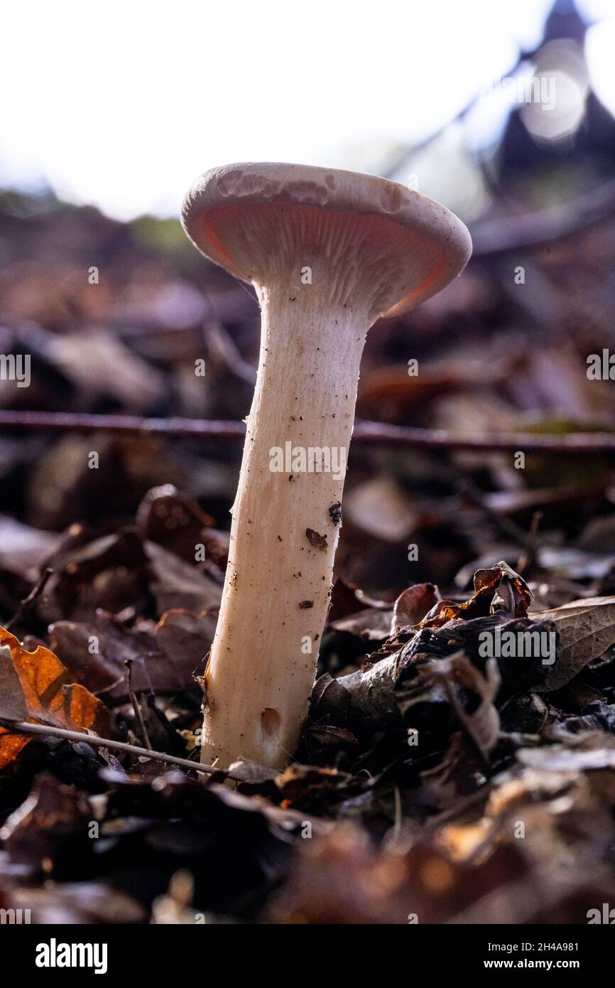 Trooping Funnel - Infundibulicybe geotropa Stock Photo - Alamy