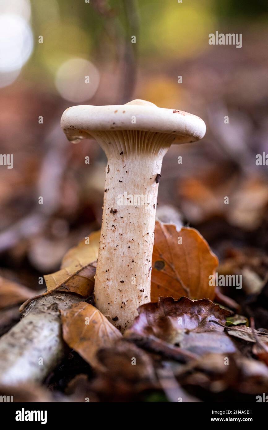 Trooping Funnel - Infundibulicybe geotropa Stock Photo - Alamy