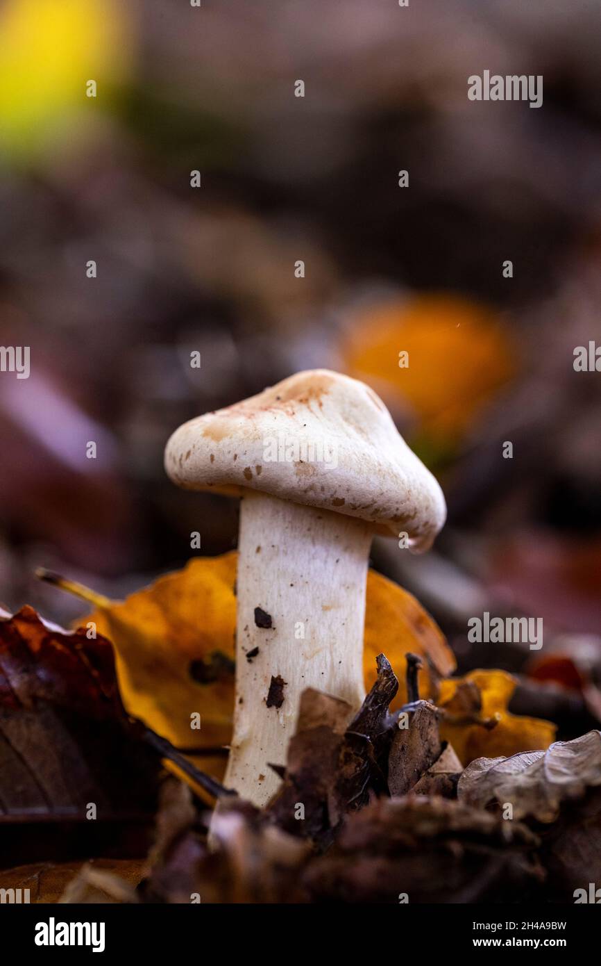 Trooping Funnel - Infundibulicybe geotropa Stock Photo - Alamy