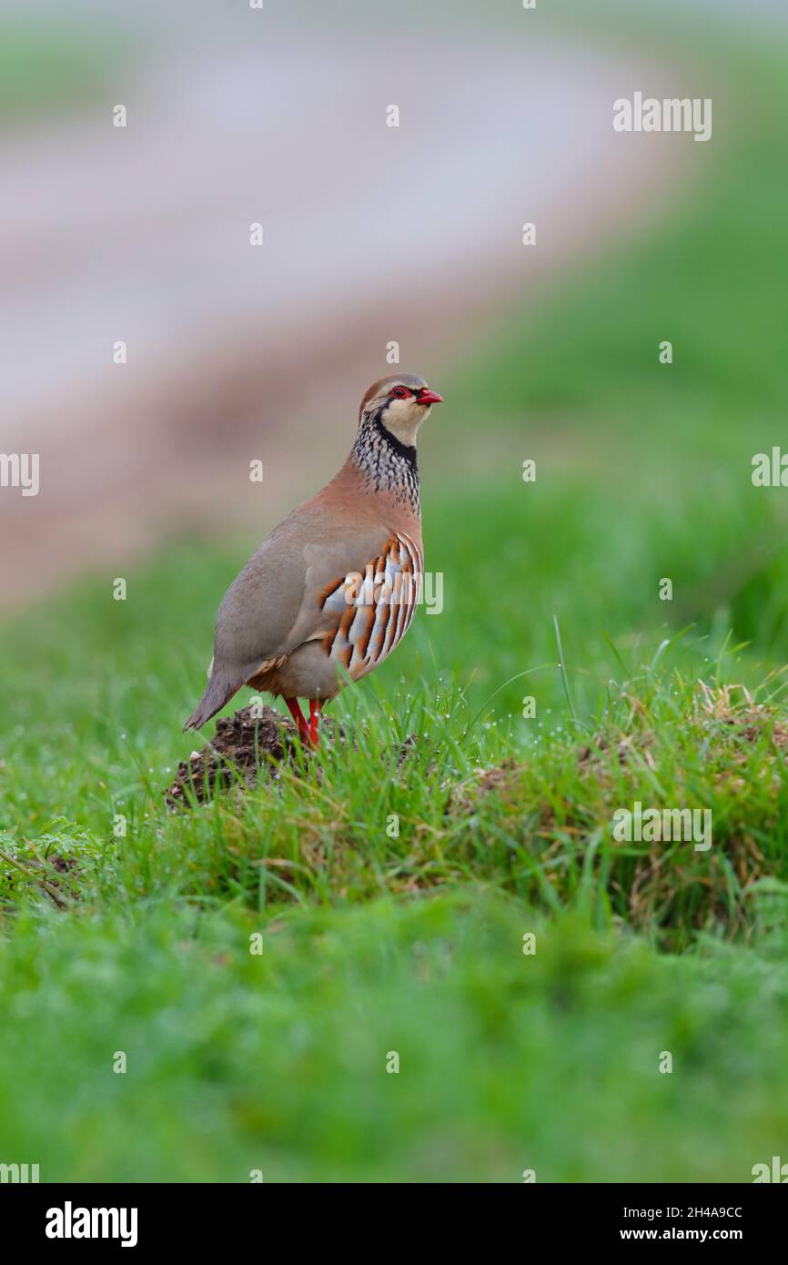 An adult Red-legged Partridge or French Partridge (Alectoris rufa ...