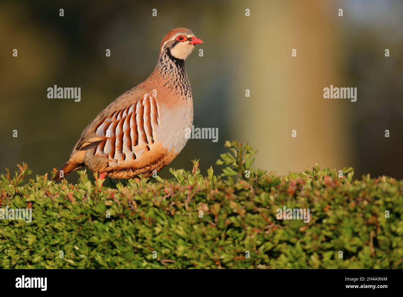 An adult Red-legged Partridge or French Partridge (Alectoris rufa ...