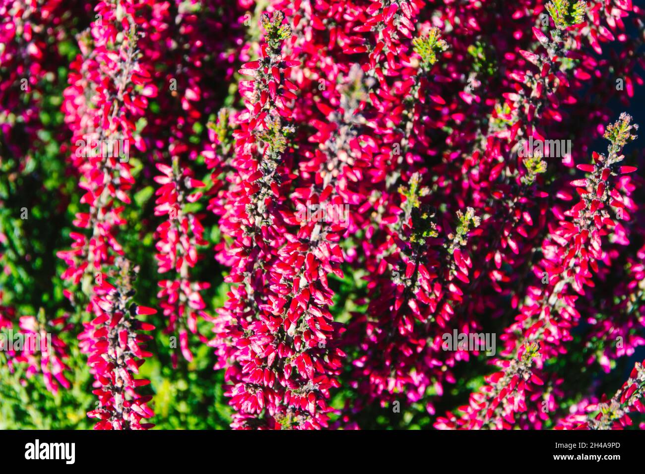 Violet heather flowers as a background Stock Photo - Alamy