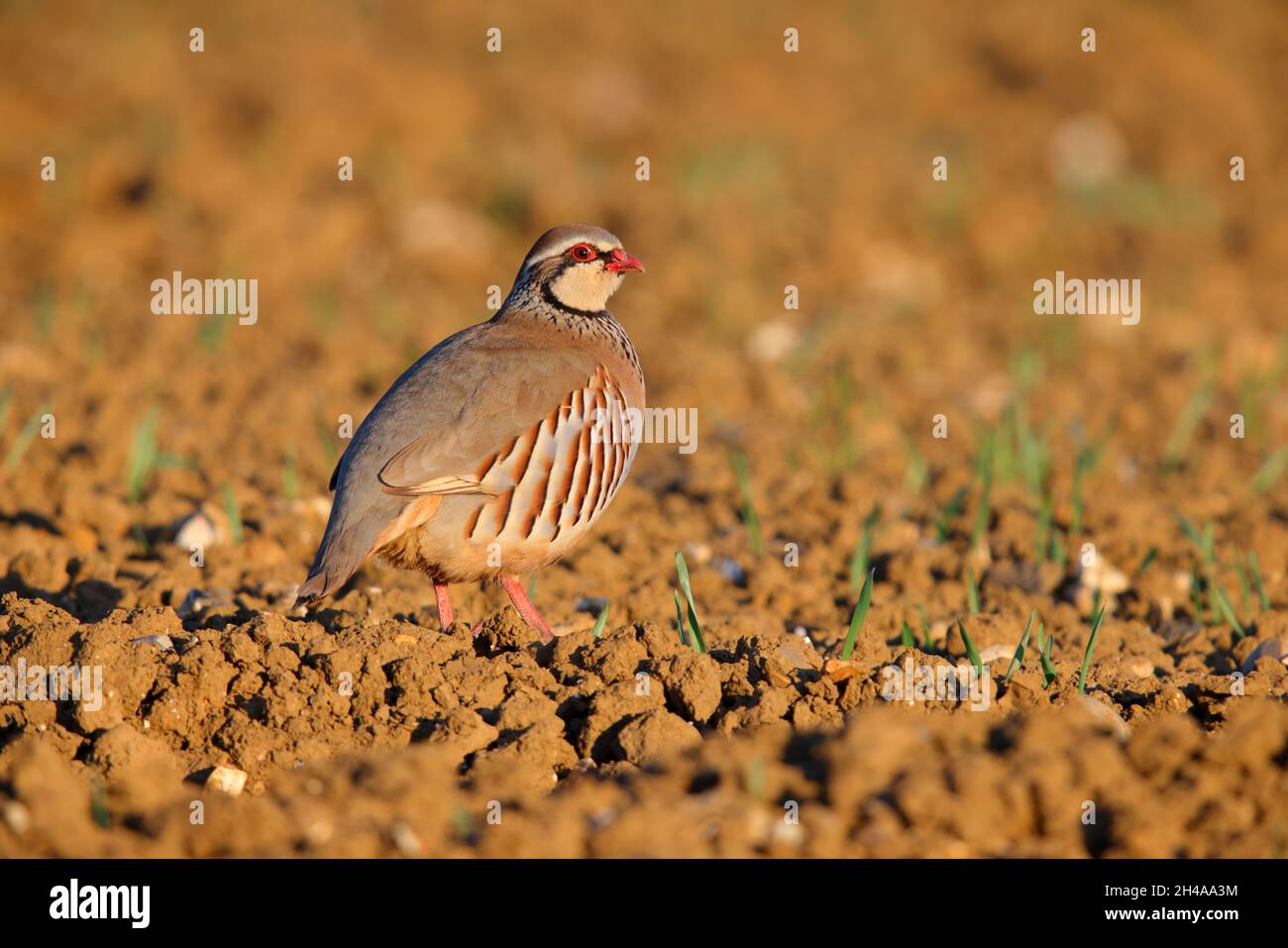 An adult Red-legged Partridge or French Partridge (Alectoris rufa) in a ...