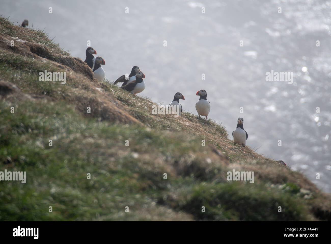 Landscape of puffins nesting on cliffs in Grimsey Island Stock Photo ...