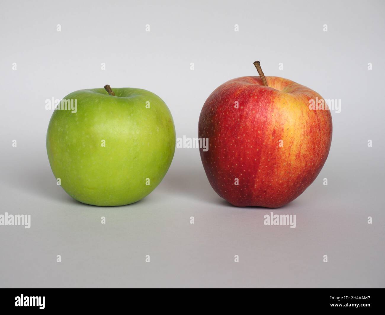 green and red apple (scientific name Malus domestica) vegetarian fruit ...