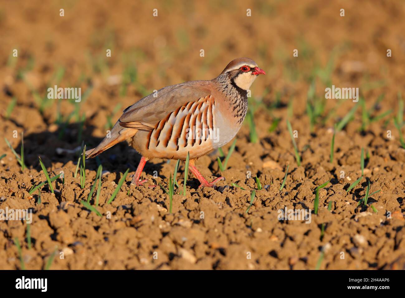 An adult Red-legged Partridge or French Partridge (Alectoris rufa) in a ...