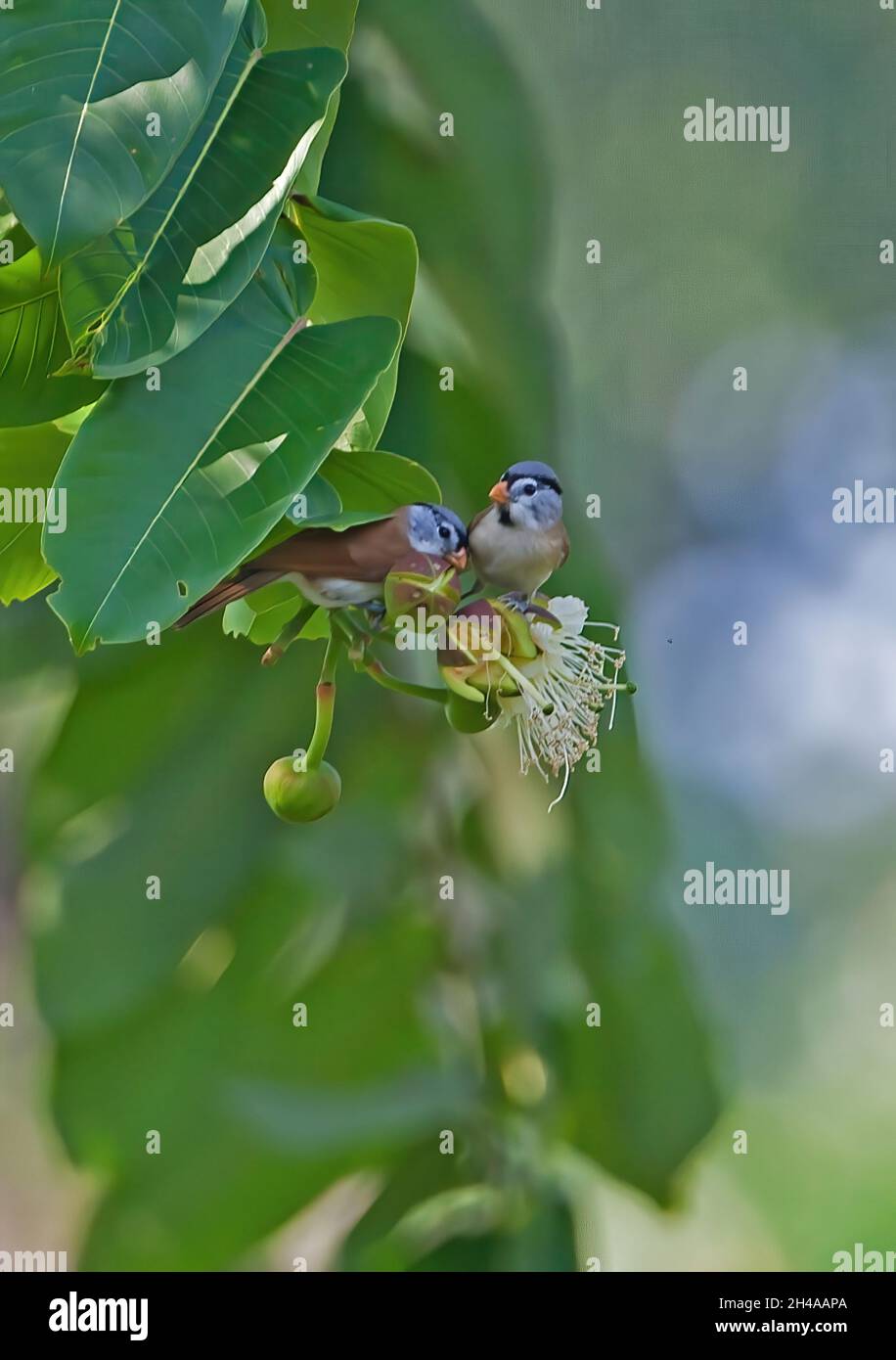Grey-headed Parrotbill (Psittiparus gularis transfluvialis) pair ...
