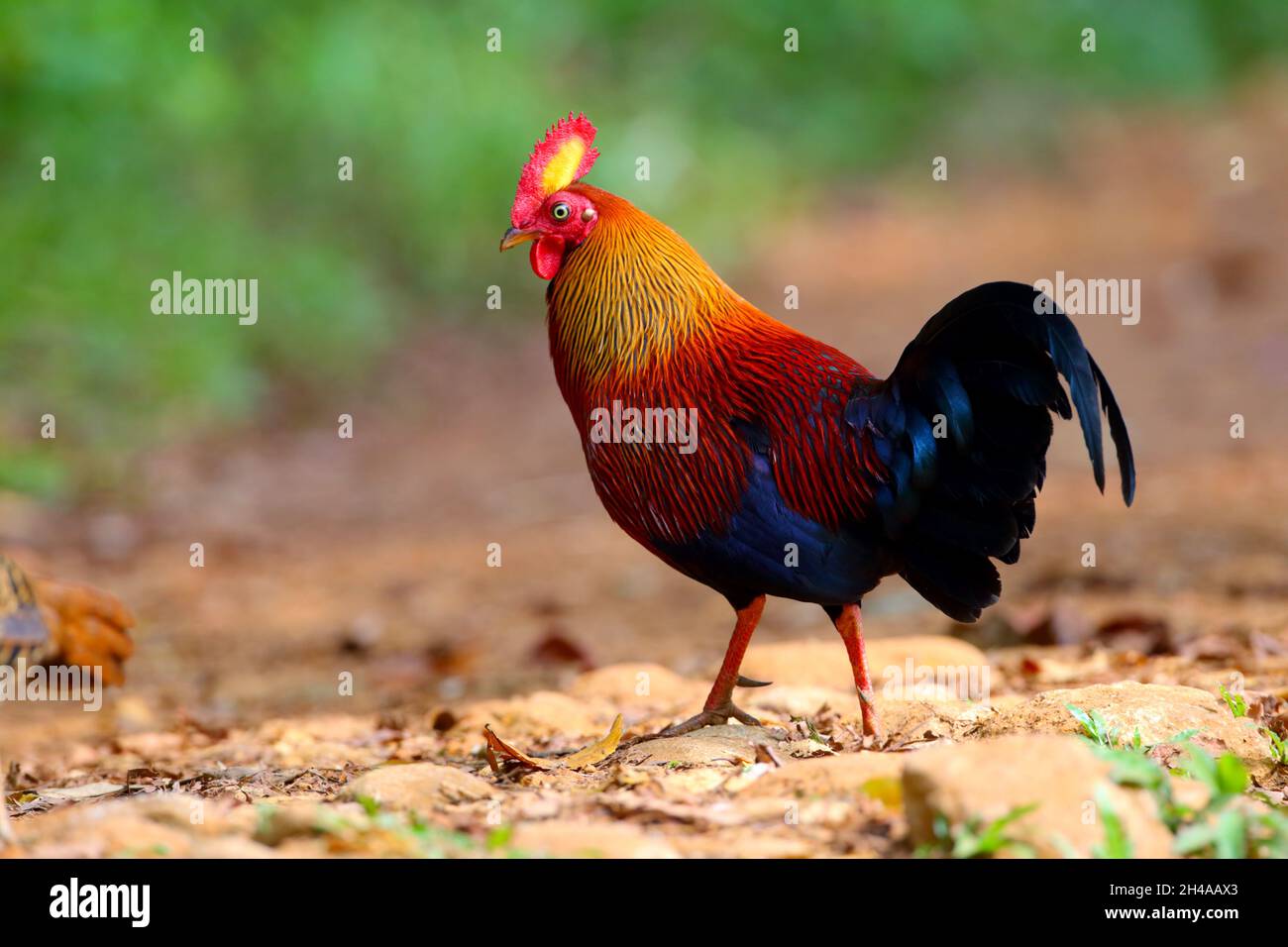 Female sri lanka junglefowl hi-res stock photography and images - Alamy