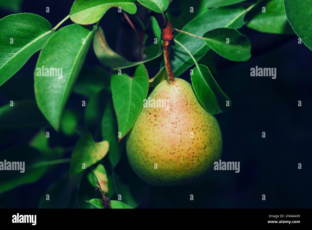 Green comice pears hi-res stock photography and images - Alamy