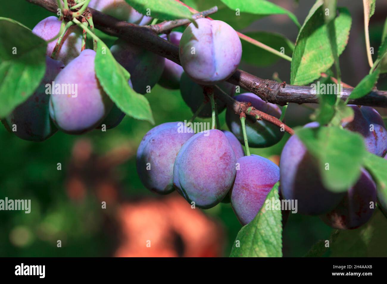 Moyer Plums on the Plum Tree . Fresh tasty fruits on the branches Stock ...