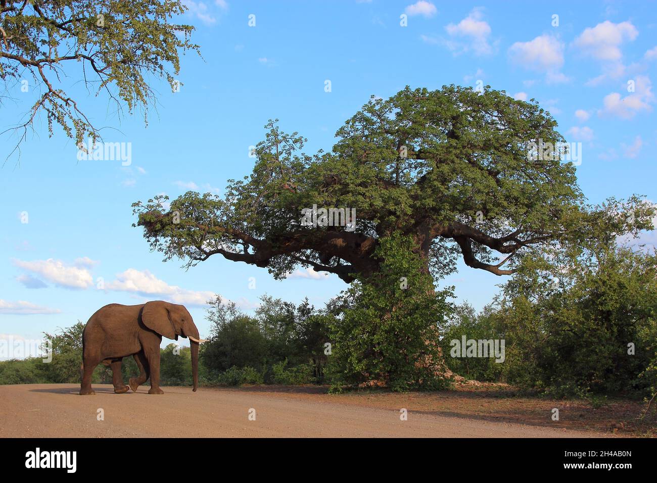 Affenbrotbaum und Elefant / Baobab and Elephant / Adansonia digitata et ...