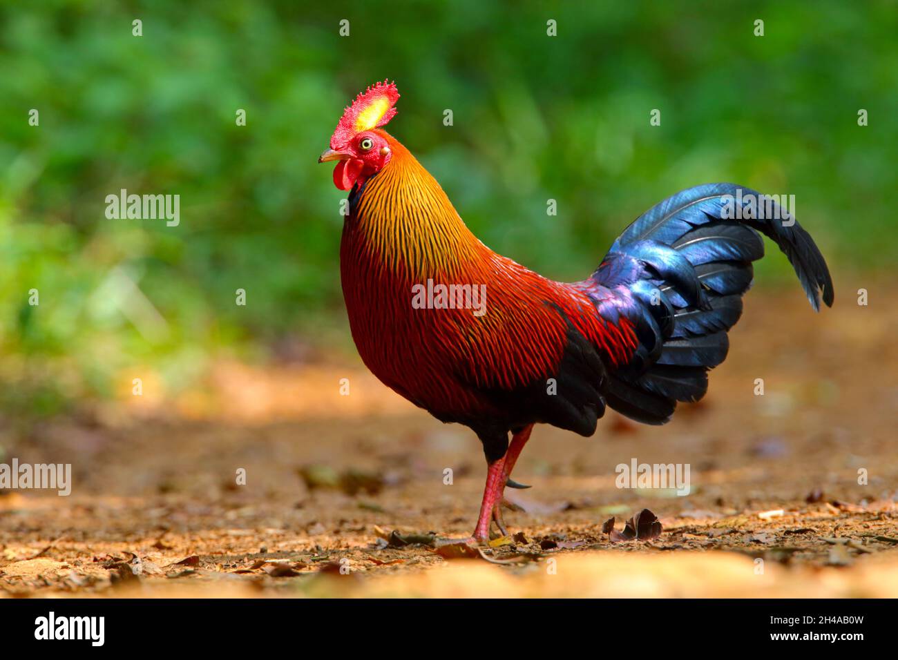 Adult sri lanka junglefowl hi-res stock photography and images - Alamy