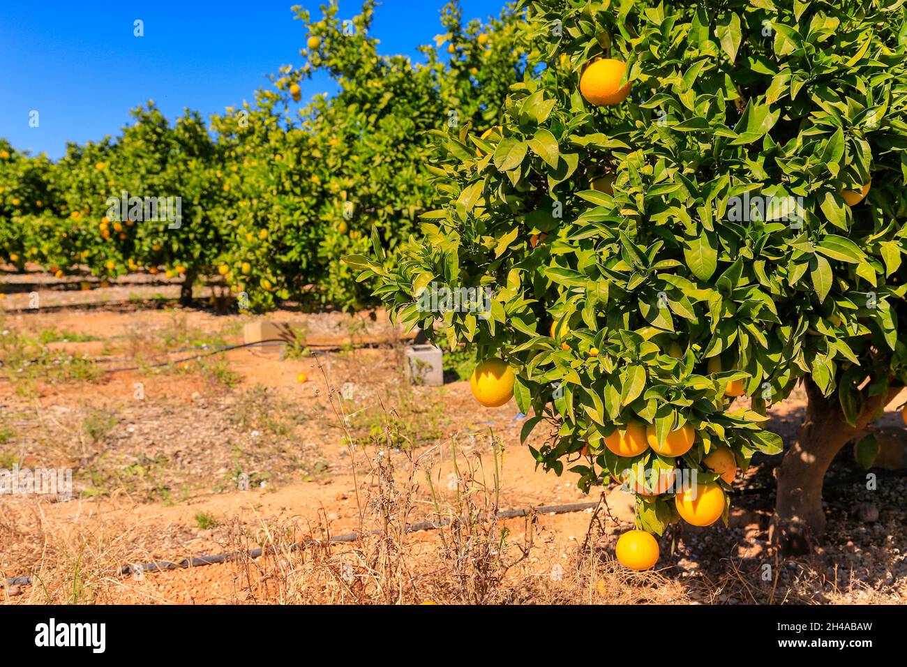 Spanish grove hi-res stock photography and images - Alamy